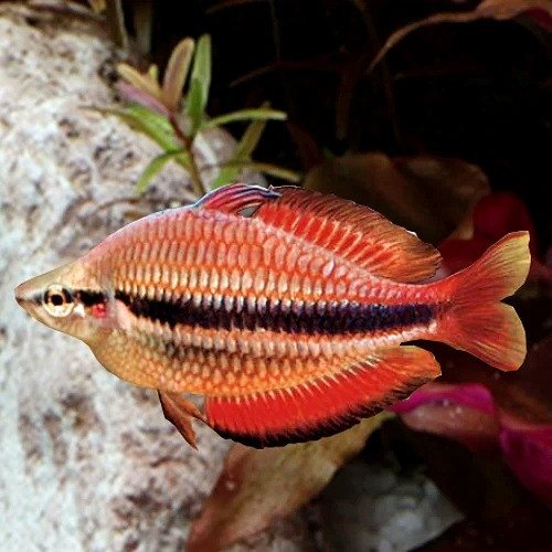 Banded Rainbowfish | Melanotaenia trifasciata | Fisheee.com