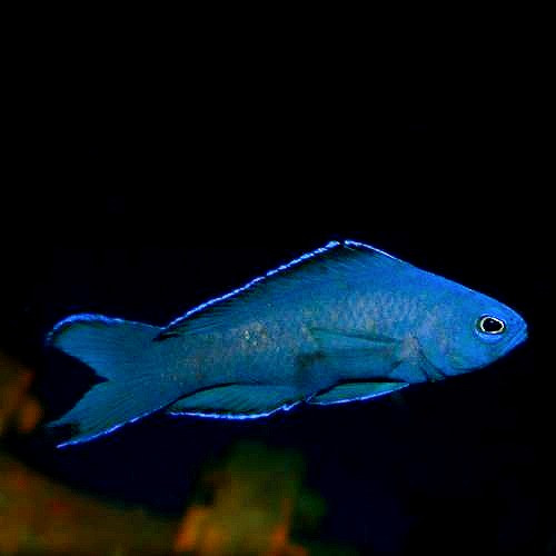 Macneill's Assessor Basslet | Assessor macneilli | Fisheee.com