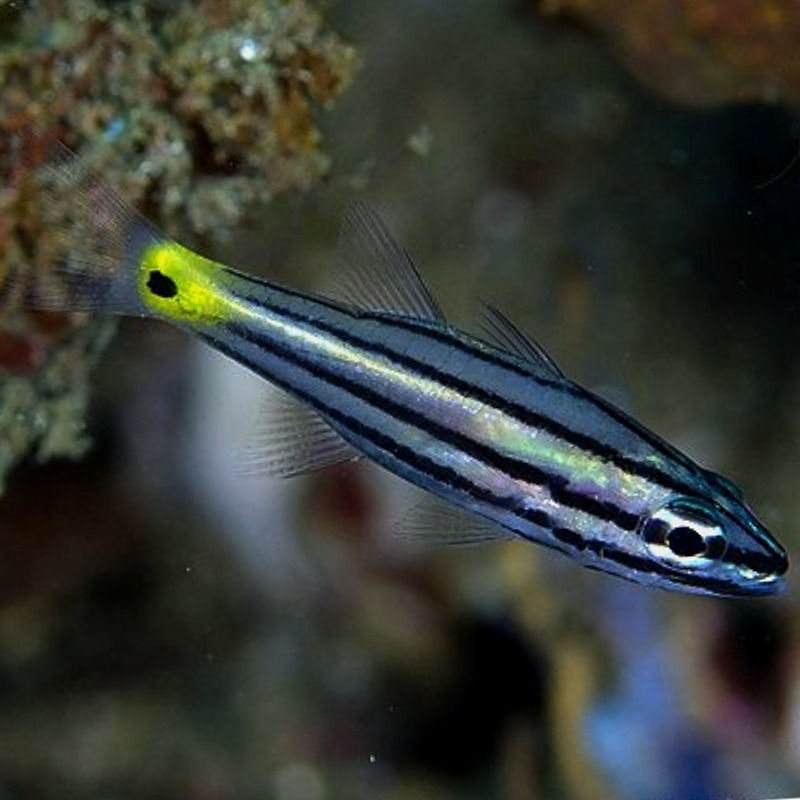 Five Lined Cardinalfish | Cheilodipterus quinquelineatus | Fisheee.com
