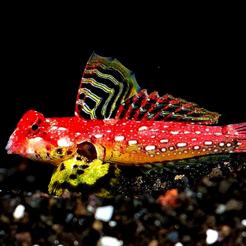 Red Ruby Dragonet – Synchiropus sycorax | Fisheee.com