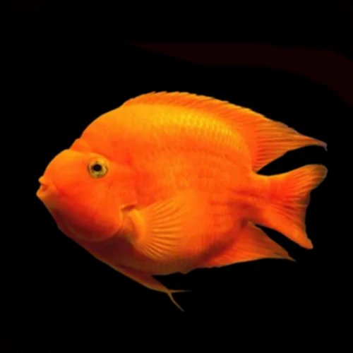 Blood Red Parrot Fish | Fisheee.com