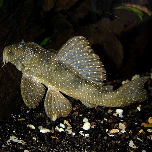Angelicus Pleco L004 – Spotted Hypancistrus Pleco | Fisheee