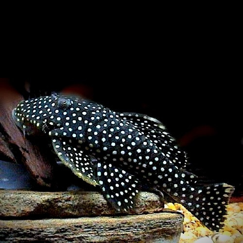 Kieser Pleco L003 – Large Spotted Pleco | Fisheee.com