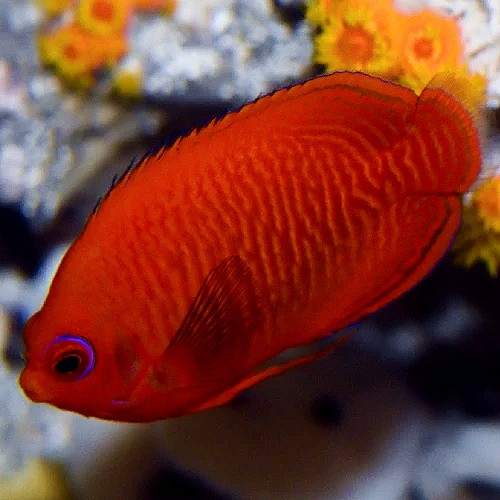 Golden Angelfish – Rare Dwarf Marine Angelfish | Fisheee.com