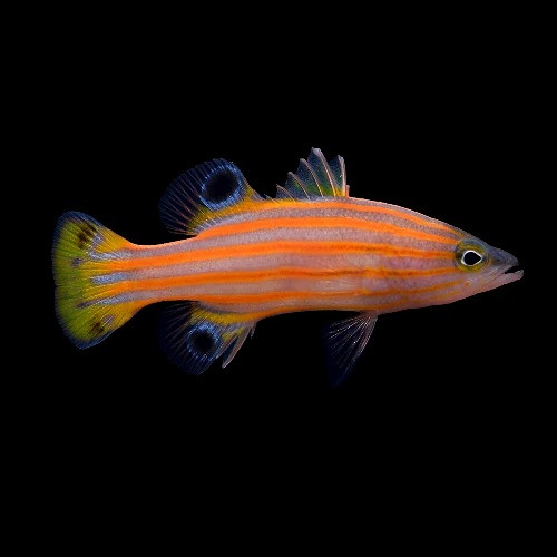 Swales Swissguard Basslet | Liopropoma swalesi | Fisheee.com