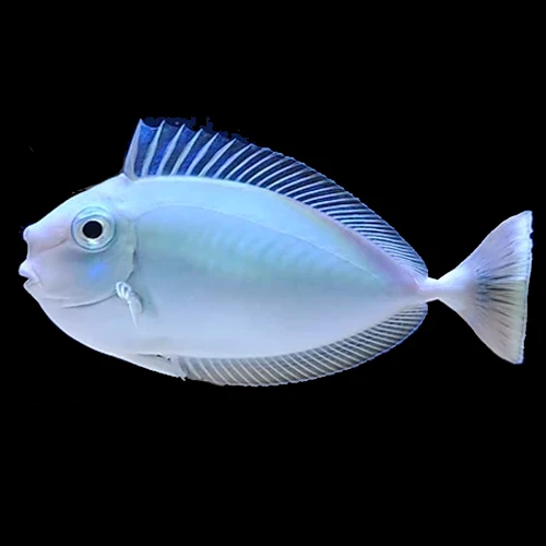 Blue Unicorn Tang | Naso brevirostris | Fisheee.com