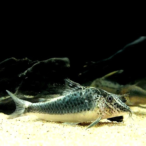 Black Peru Corydoras | Corydoras semiaquilus | Fisheee.com