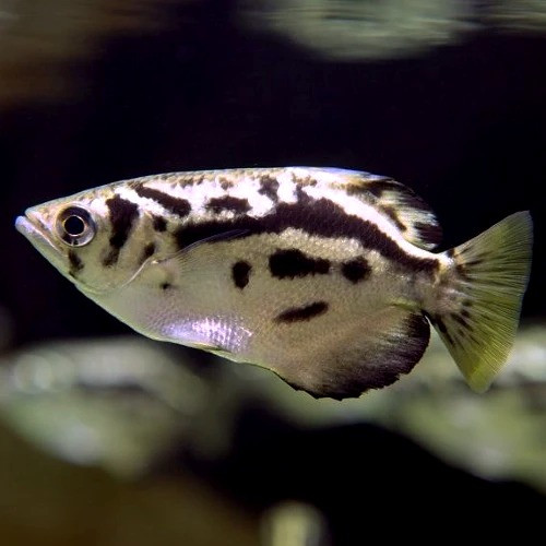 Burmese Clouded Archerfish – Toxotes blythii | Fisheee.com