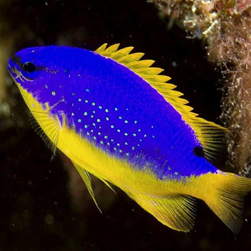 Fijian Blue Devil Damsel | Chrysiptera taupou | Fisheee.com