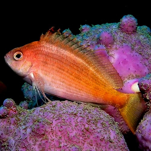 Red Hawkfish | Cyprinocirrhites polyactis | Fisheee.com