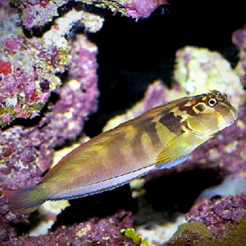 Red Lip Blenny – Ophioblennius atlanticus | Fisheee.com