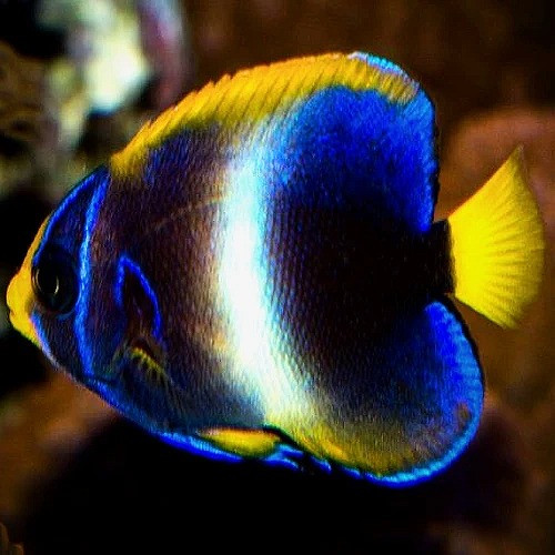 African Angelfish – Holacanthus africanus | Fisheee.com