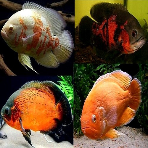 Assorted Oscars | Astronotus ocellatus | Fisheee.com