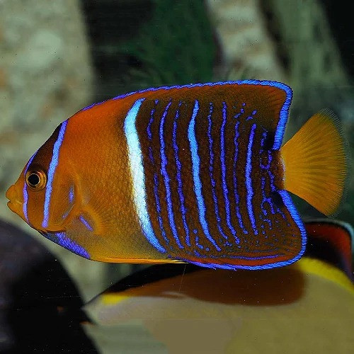 Passer Angelfish | Holacanthus passer | Fisheee.com