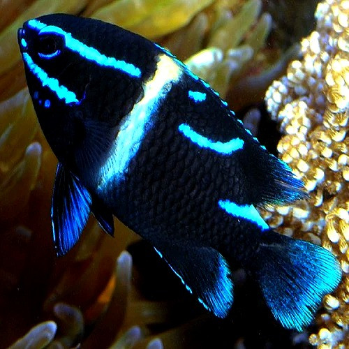 Blue Velvet Damsel | Paraglyphidodon oxyodon | Fisheee.com