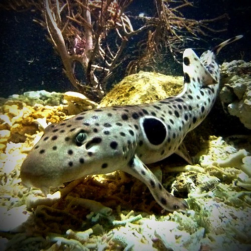Epaulette Shark | Hemiscyllium ocellatum | Fisheee.com