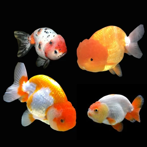 Assorted Ranchu Goldfish | Carassius auratus | Fisheee.com