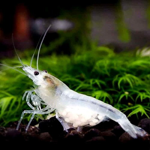 Snowball Neocaridina Shrimp – White Freshwater Shrimp | Fisheee.com
