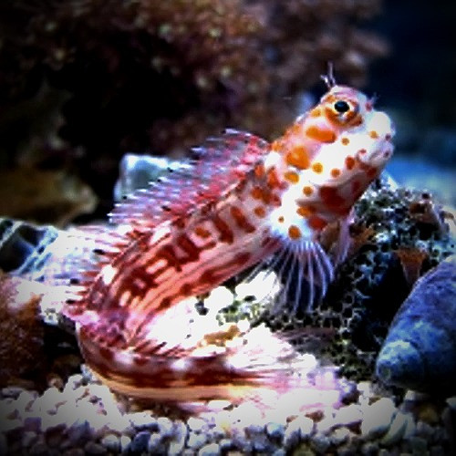 Red Spotted Blenny | Blenniella chrysospilos | Fisheee.com