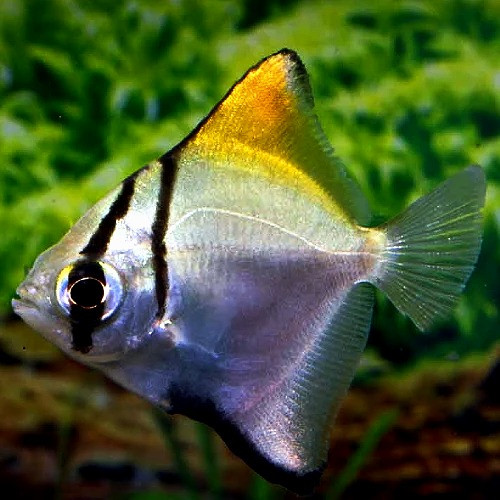 Silver Mono Fish | Monodactylus argenteus | Fisheee.com