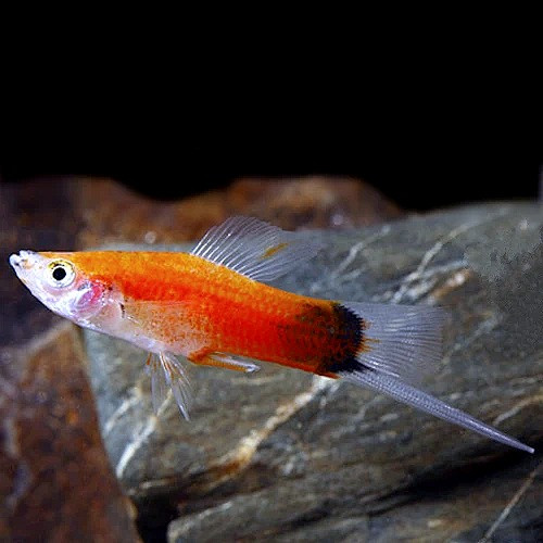 Tri-Color Crescent Swordtail | Xiphophorus hellerii | Fisheee.com