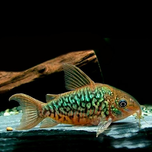 Albertini Corydoras | Corydoras pantanalensis | Fisheee.com