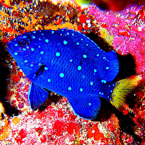 Jewel Damsel | Microspathodon chrysurus | Fisheee.com