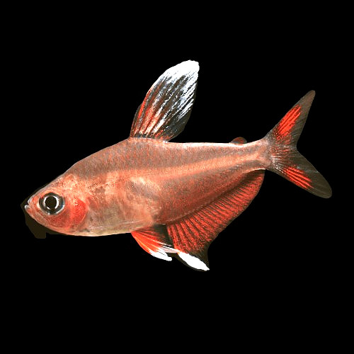 White Fin Tetra – Hyphessobrycon bentosi / ornatus | Fisheee.com