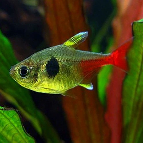 Yellow Phantom Tetra | Megalamphodus roseus | Fisheee.com
