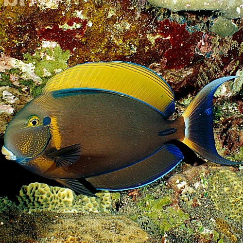 Black Spot Tang | Acanthurus bariene | Fisheee.com
