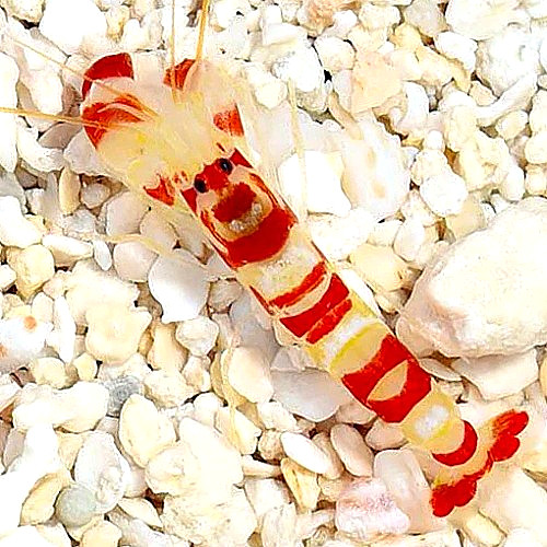 Candy Cane Pistol Shrimp – Alpheus randalli | Fisheee.com