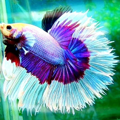 Half Sun Betta | Betta splendens | Fisheee.com