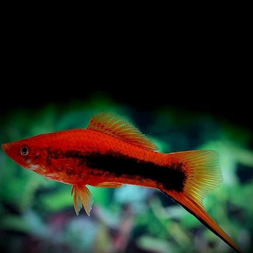 Red Velvet Tuxedo Swordtail | Xiphophorus helleri | Fisheee.com