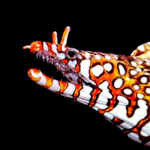 Japanese Dragon Eel | Enchelycore pardalis | Fisheee.com