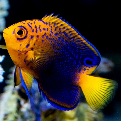 Japanese Pygmy Angelfish – Centropyge interruptus | Fisheee.com