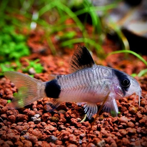 Long Fin Panda Corydoras | Corydoras Panda | Fisheee.com