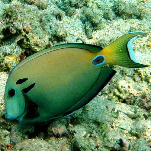 Double Band Tang | Acanthurus tennenti | Fisheee.com