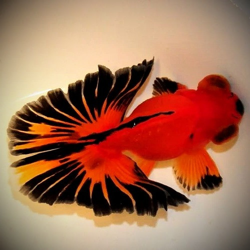 Red & Black Moor Panda Goldfish | Carassius auratus | Fisheee.com