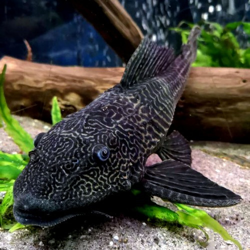 Common Black Pleco | Hypostomus plecostomus | Fisheee.com