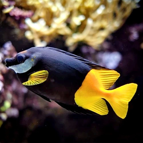 Bicolor Foxface | Siganus uspi | Fisheee.com