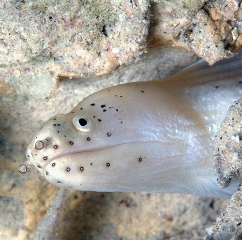 Ghost Ribbon Eel | Pseudechidna brummeri | Fisheee.com