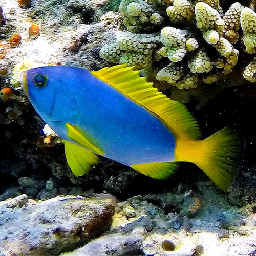 Blue and Yellow Grouper | Epinephelus flavocaeruleus | Fisheee.com