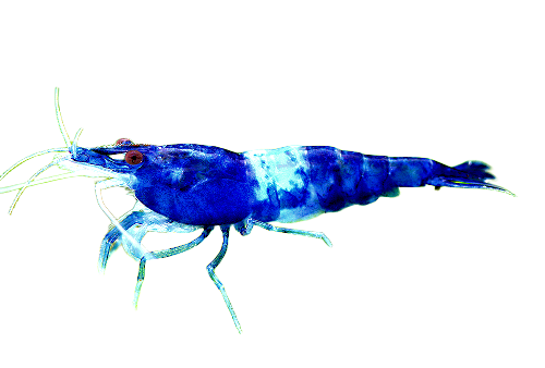Blue Rili Neocaridina Shrimp – Patterned Freshwater Shrimp | Fisheee.com