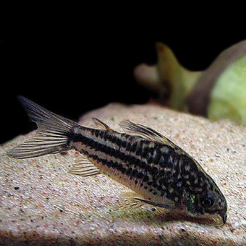 Napo Corydoras | Corydoras napoensis | Fisheee.com