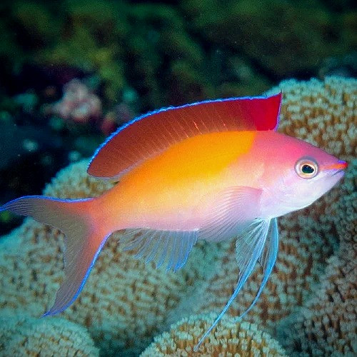 Dispar Anthias | Pseudanthias dispar | Fisheee.com