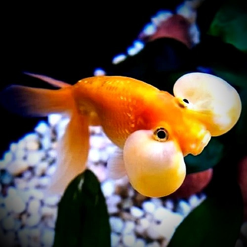 Red Bubble Eye Goldfish | Carassius auratus | Fisheee.com