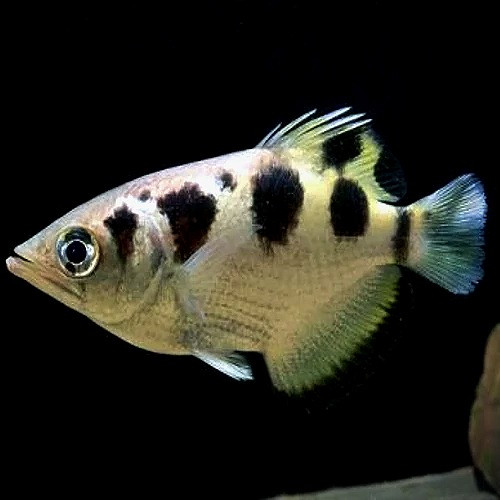 Largescale Archerfish | Toxotes chatareus | Fisheee.com