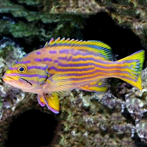 Harlequin Grouper | Cephalopholis polleni | Fisheee.com