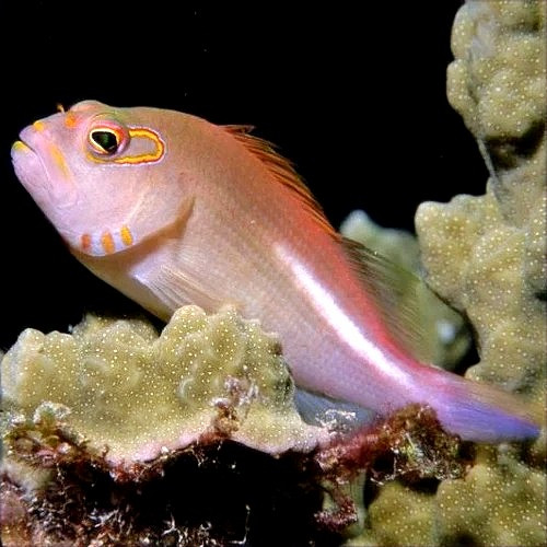 Arc Eye Hawkfish | Paracirrhitus arcuatus | Fisheee.com