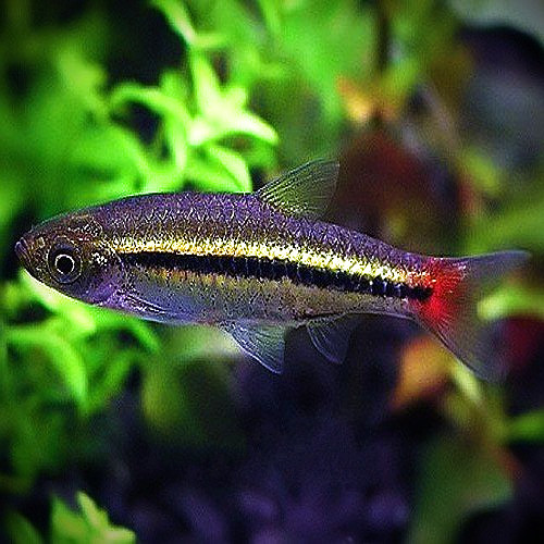 Red Tailed Rasbora | Rasbora-borapetensis | Fisheee.com